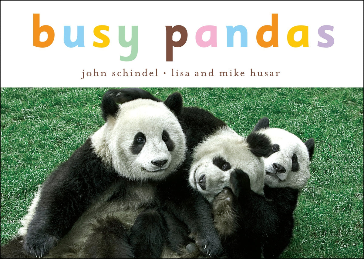 Busy Pandas by John Schindel – Zak's Sundridge Online Store